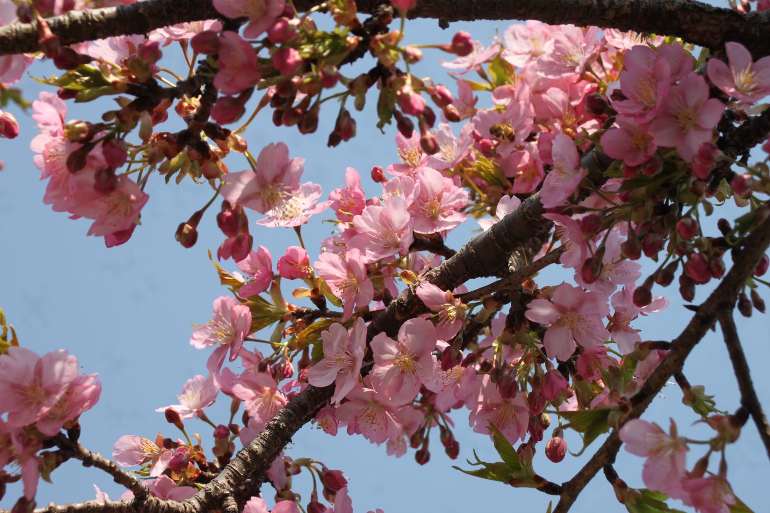 Warning : Undefined array key 0 in /home/tsunoq/kibounooka.net/public_html/wp/wp-content/themes ...