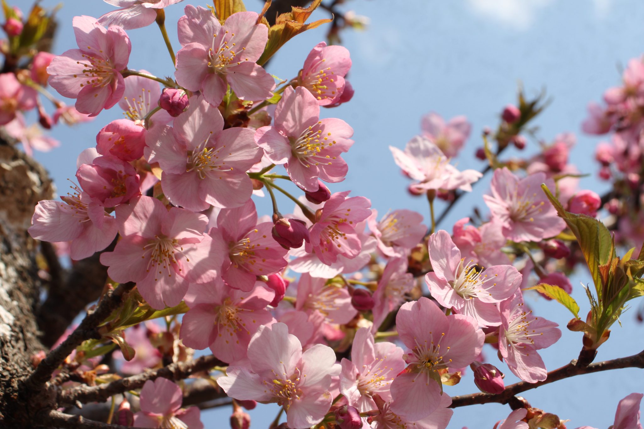 Warning : Undefined array key 0 in /home/tsunoq/kibounooka.net/public_html/wp/wp-content/themes ...